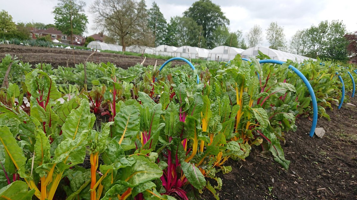 Working together – Stockport's urban horticultural hub co-ordinated by ...